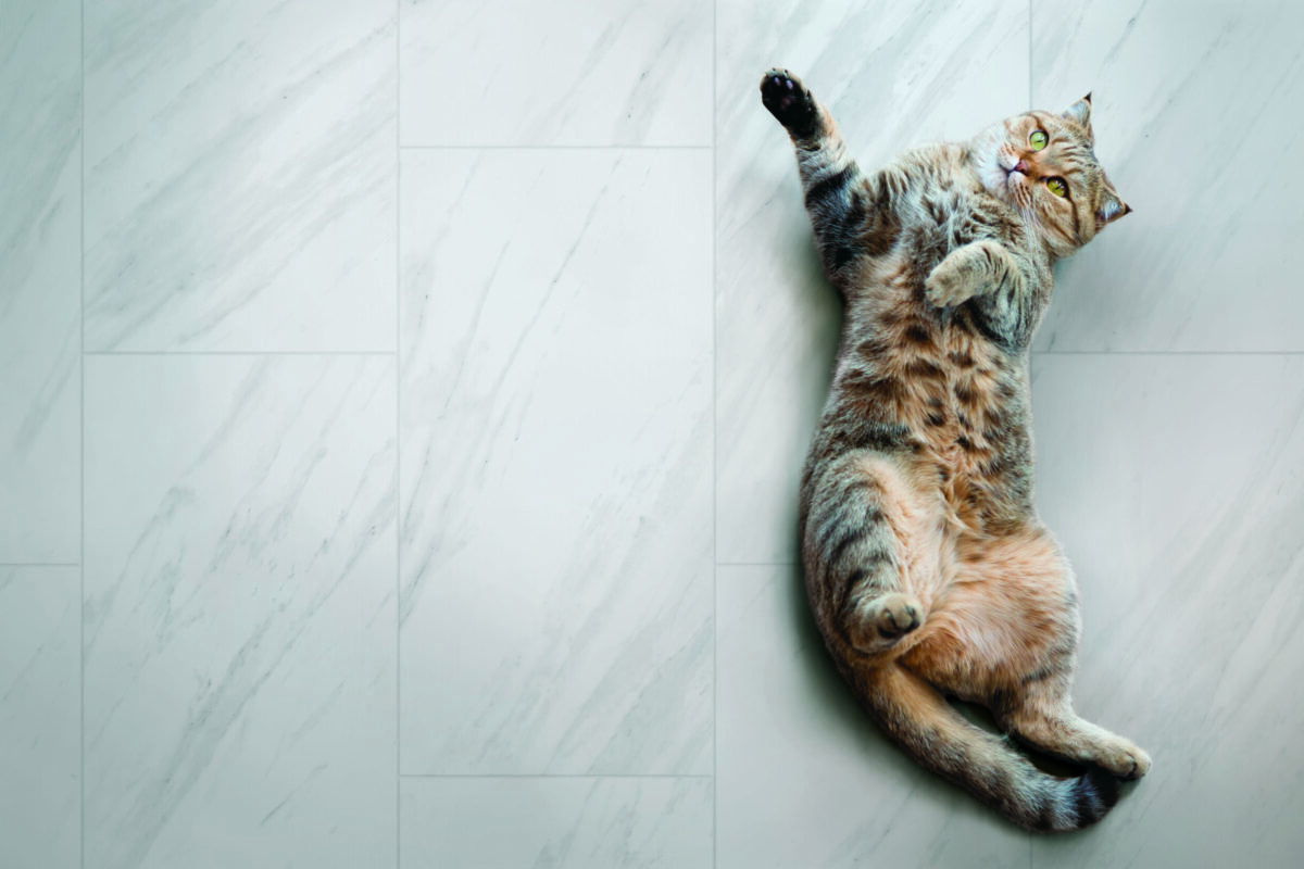 ODYSSEY - Euro Tile & Stone Euro Tile & Stone